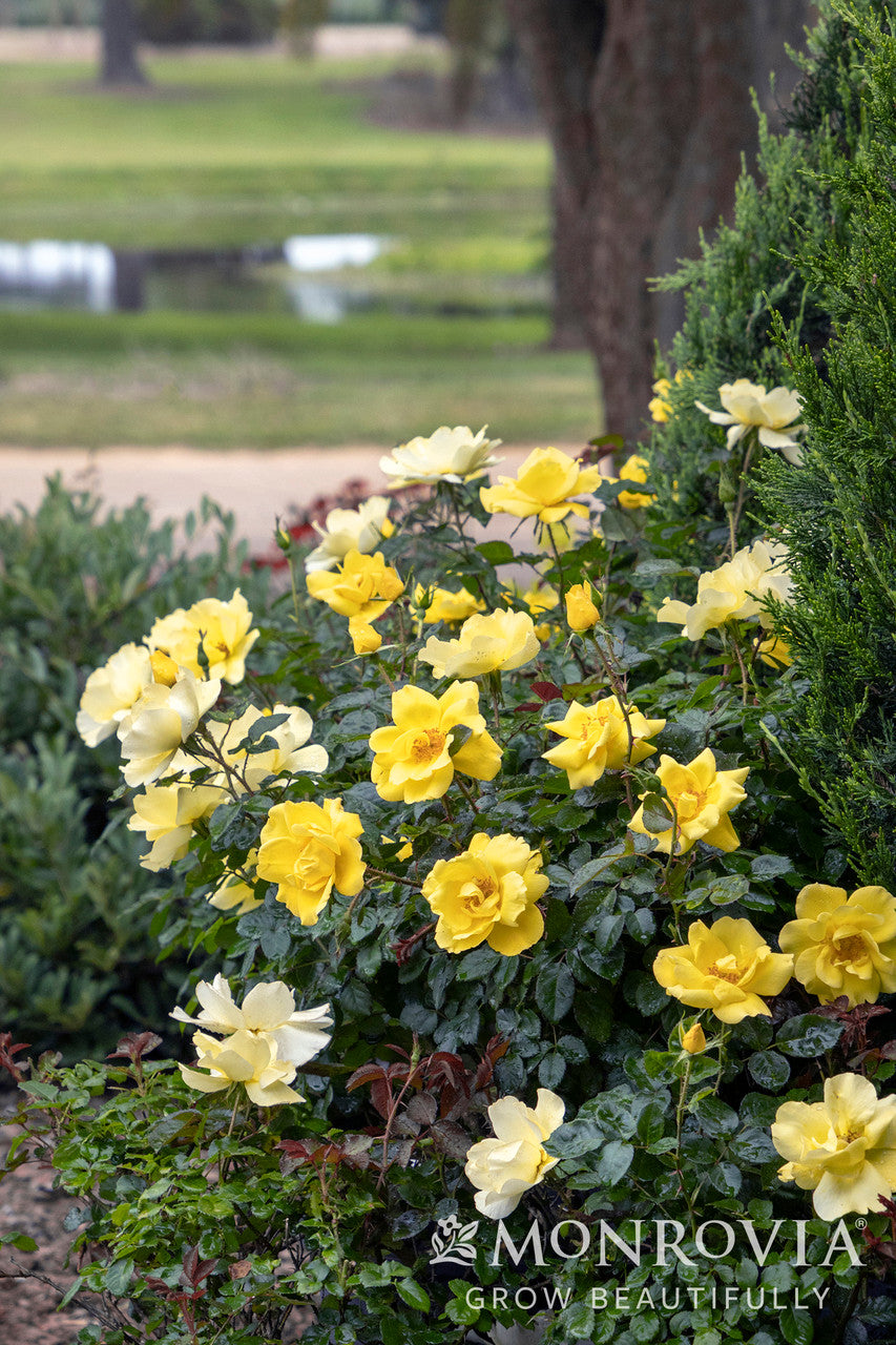 Grace N' Grit Yellow Shrub Rose - Monrovia – Armstrong Garden Centers