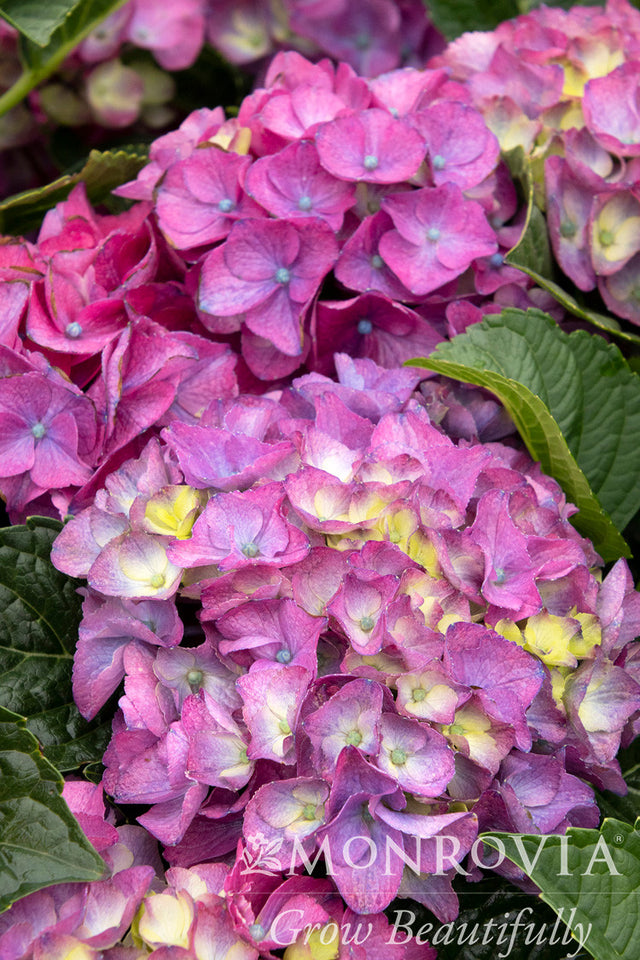 Seaside Serenade® Newport Hydrangea - Monrovia – Armstrong Garden Centers