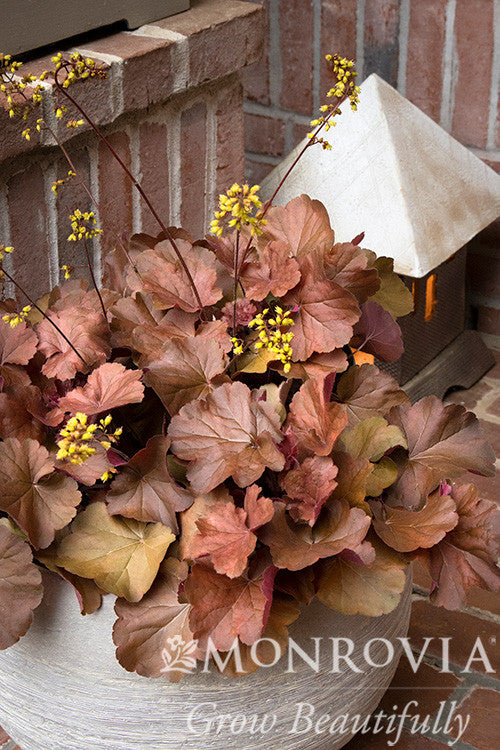 Sirens' Song Orange Delight Heuchera - Monrovia – Armstrong Garden Centers