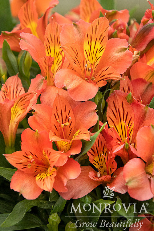 Colorita® Eliane® Alstroemeria – Armstrong Garden Centers