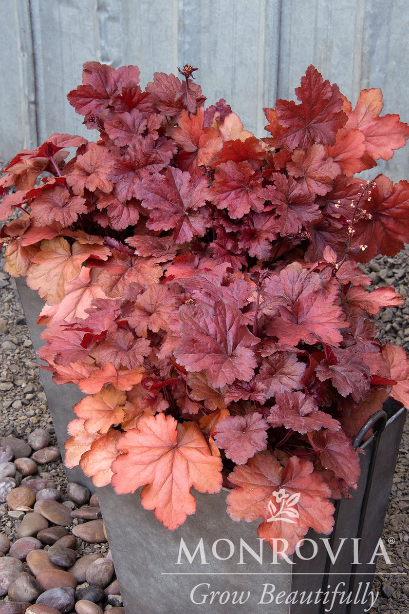 Forever® Red Heuchera - Monrovia – Armstrong Garden Centers
