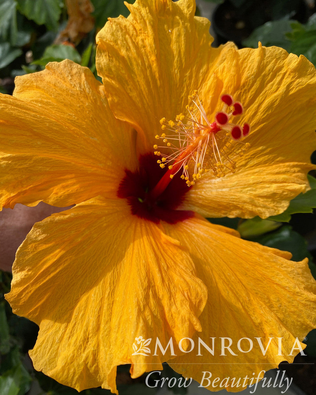 Jazzy Jewel® Gold Hibiscus - Monrovia – Armstrong Garden Centers