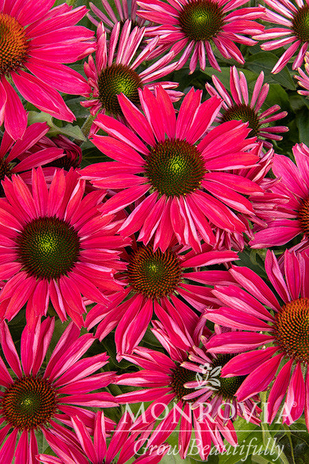 Kismet® Raspberry Coneflower - Monrovia – Armstrong Garden Centers