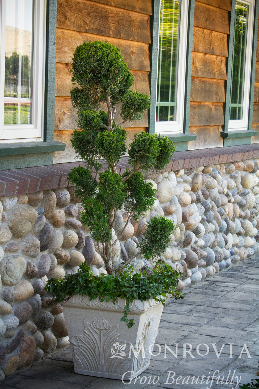 Mint Julep® Juniper - Monrovia – Armstrong Garden Centers