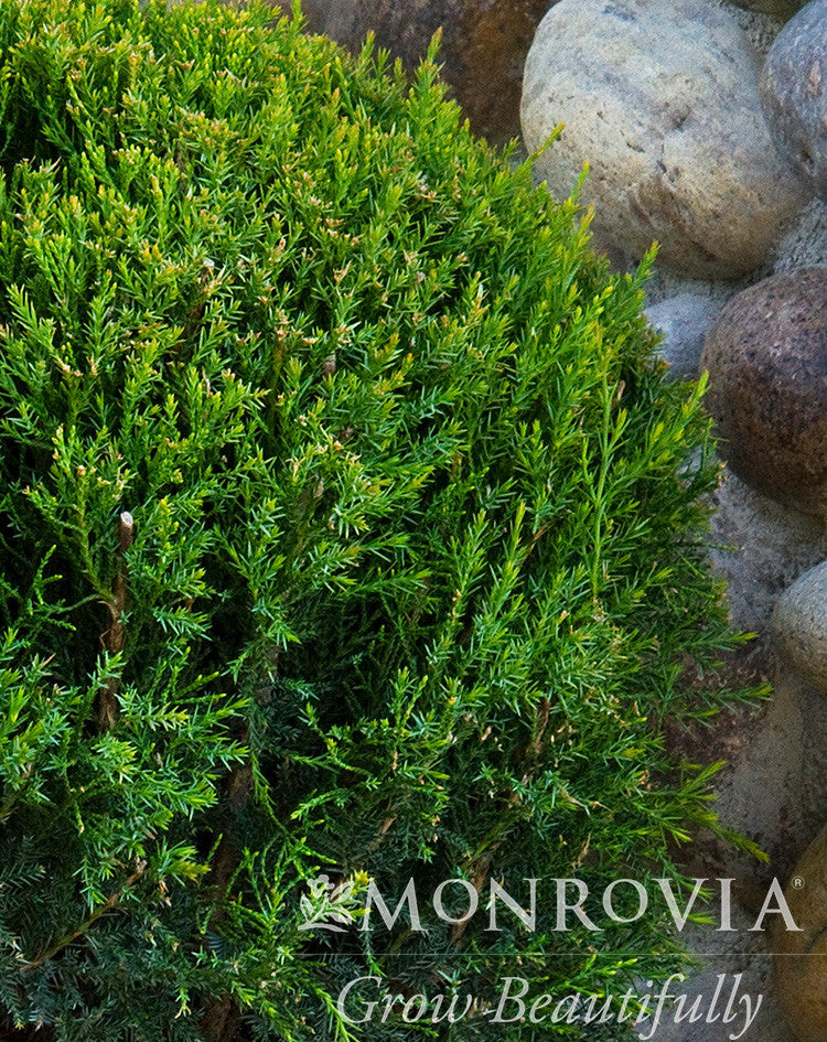 Mint Julep® Juniper - Monrovia – Armstrong Garden Centers