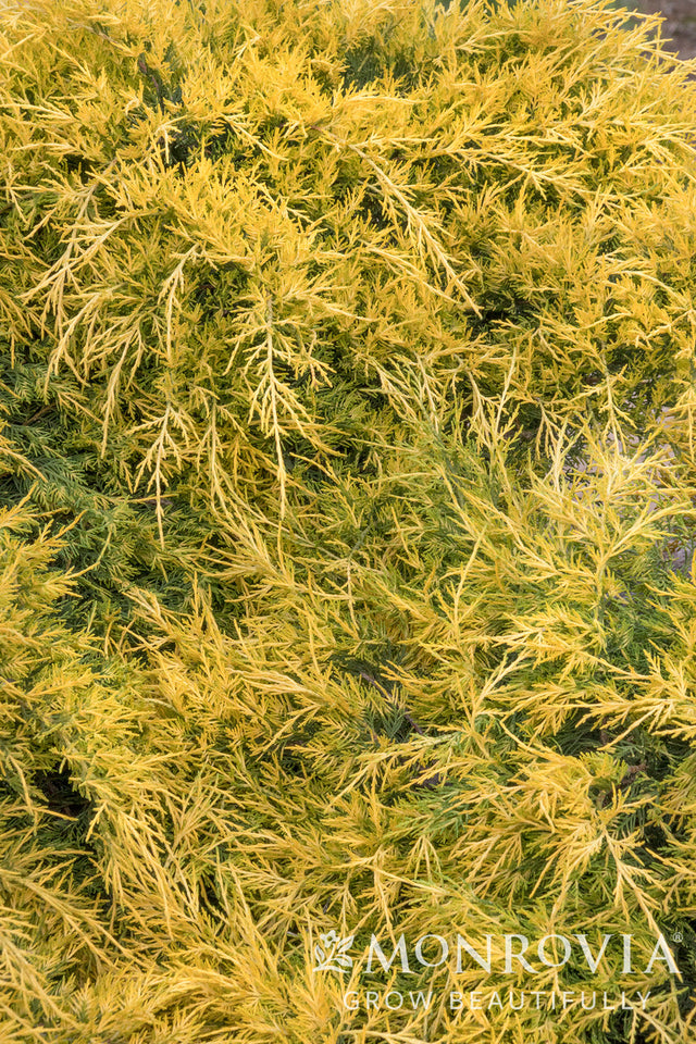 Sea of Gold® Juniper - Monrovia – Armstrong Garden Centers