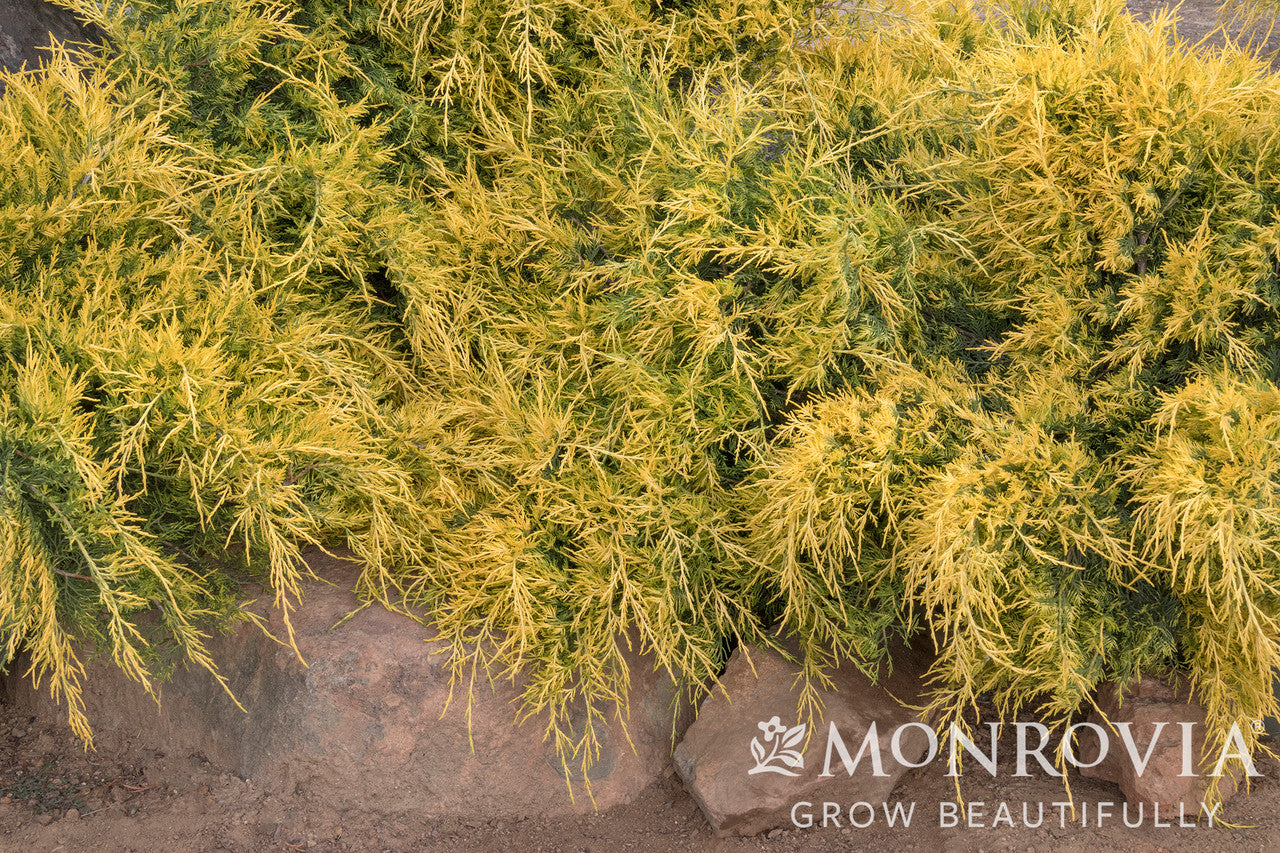 Sea of Gold® Juniper - Monrovia – Armstrong Garden Centers