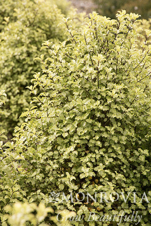 Tasman Ruffles Pittosporum - Monrovia – Armstrong Garden Centers