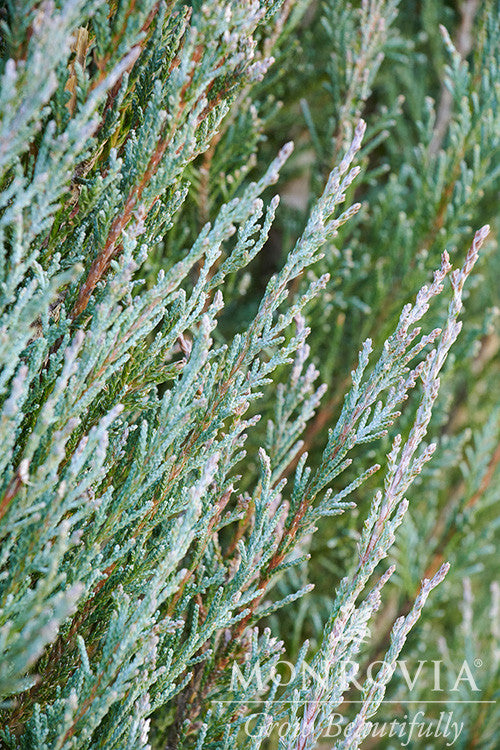 Blue Arrow Juniper - Monrovia – Armstrong Garden Centers