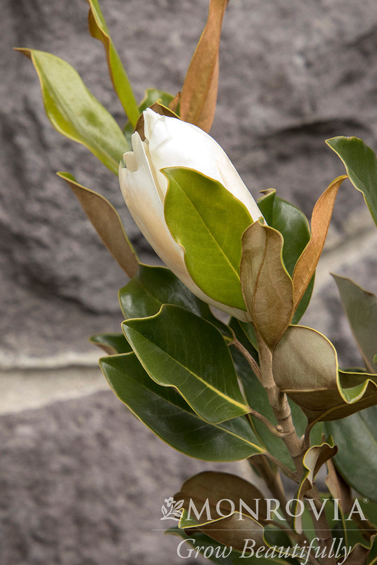 Little Gem Dwarf Southern Magnolia - Monrovia – Armstrong Garden Centers