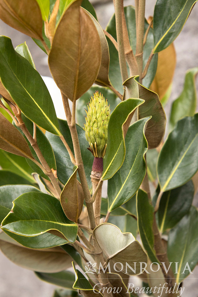 Little Gem Dwarf Southern Magnolia - Monrovia – Armstrong Garden Centers