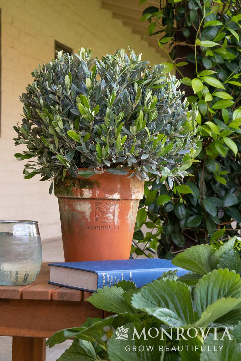 Little Ollie® Dwarf Olive - Monrovia – Armstrong Garden Centers