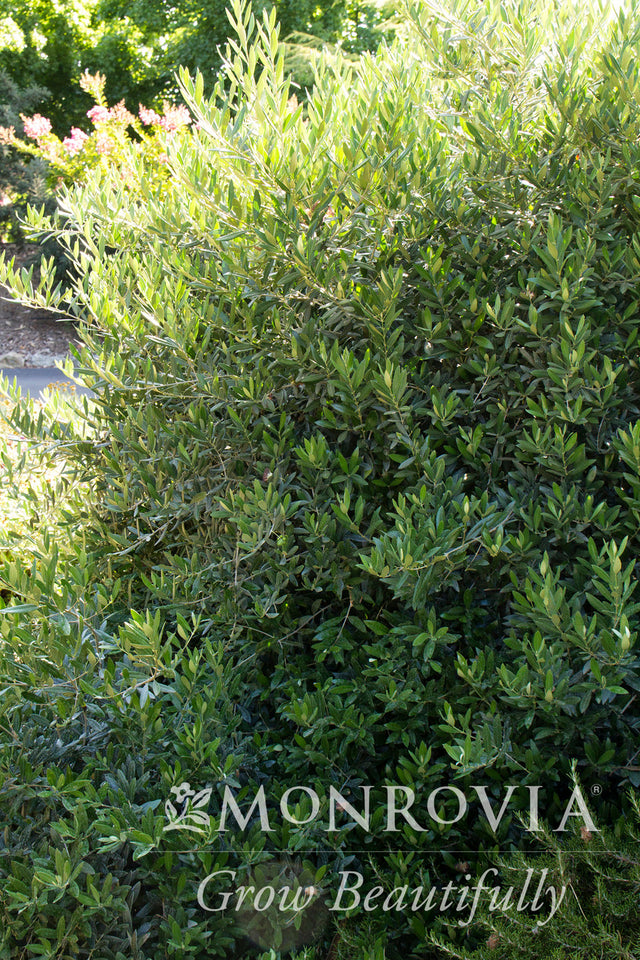 Little Ollie® Dwarf Olive - Monrovia – Armstrong Garden Centers