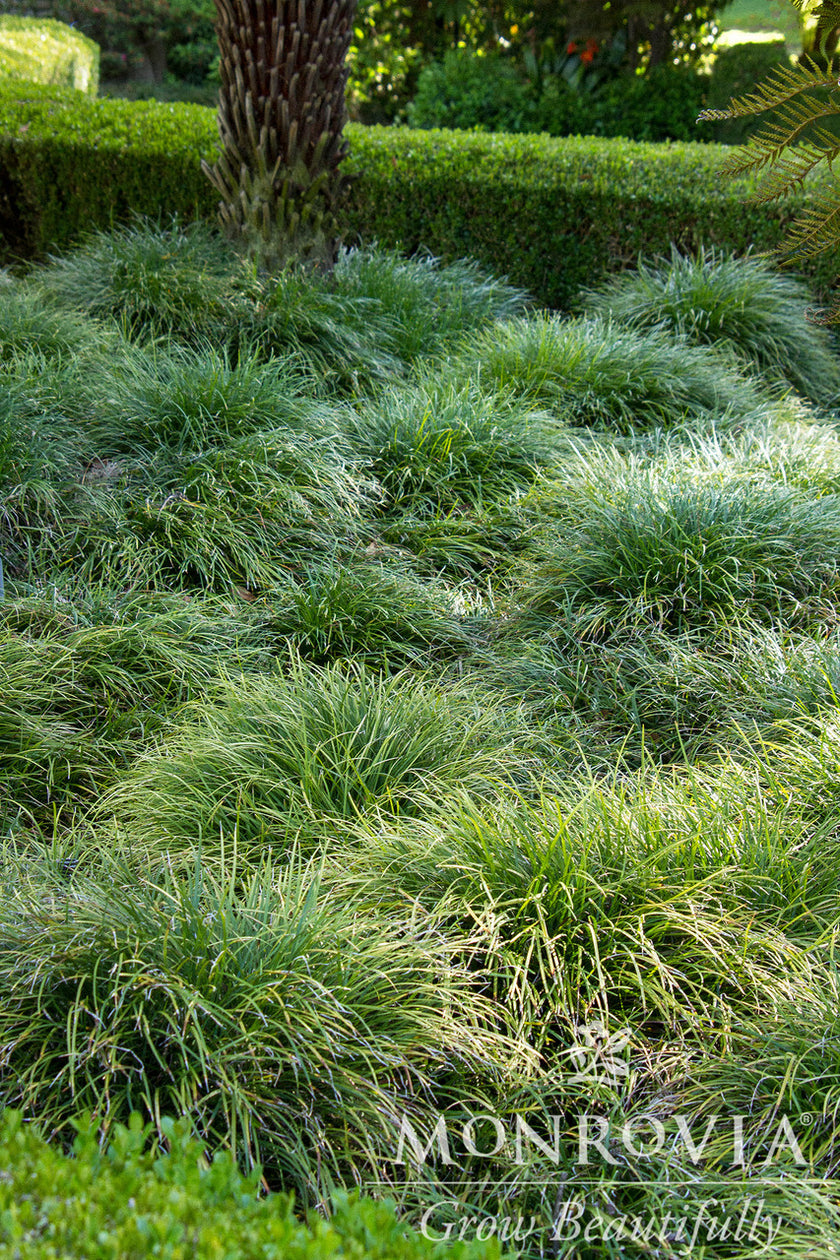 Mondo Grass - Monrovia – Armstrong Garden Centers