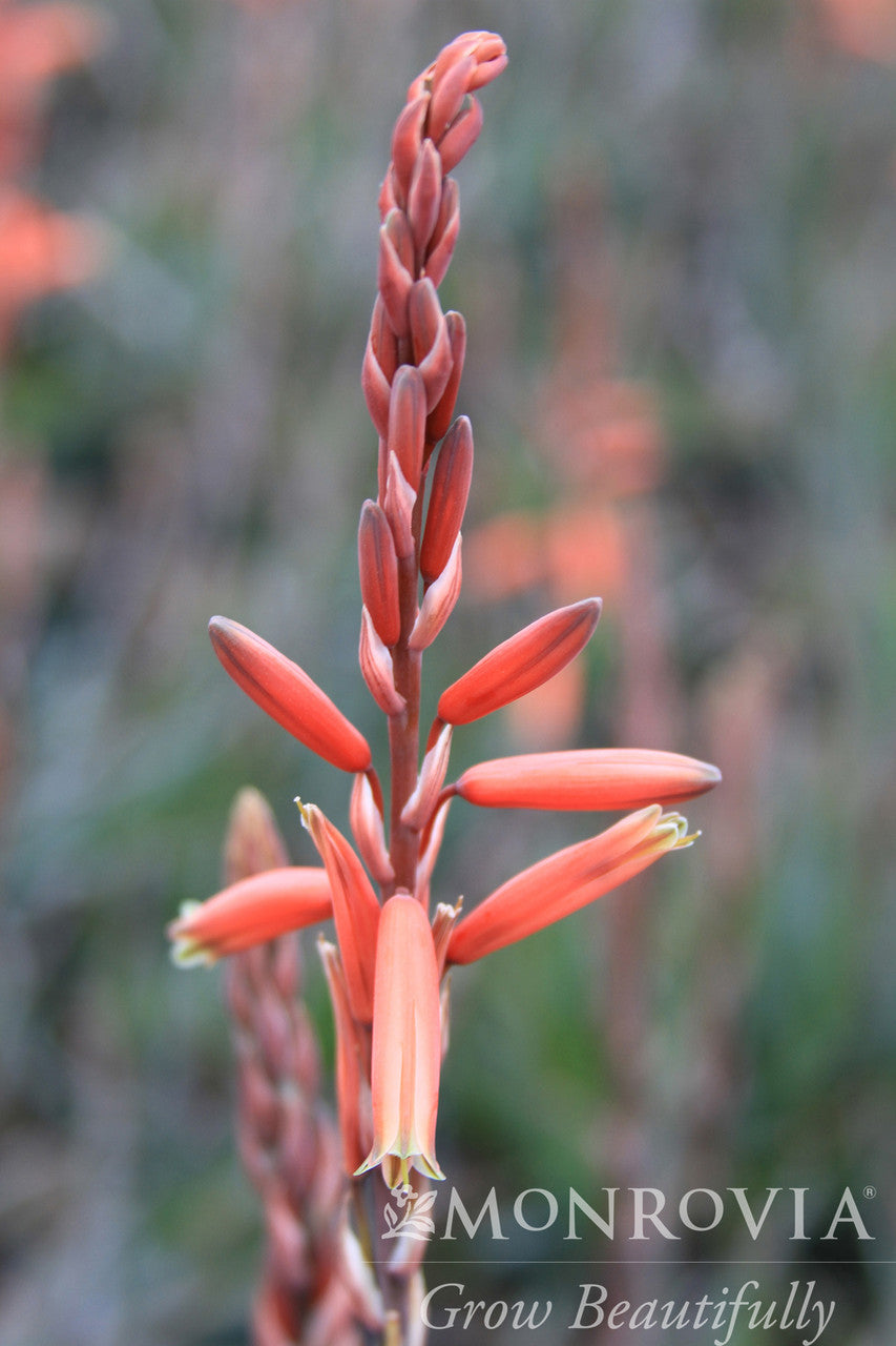 Blue Elf Aloe - Monrovia – Armstrong Garden Centers