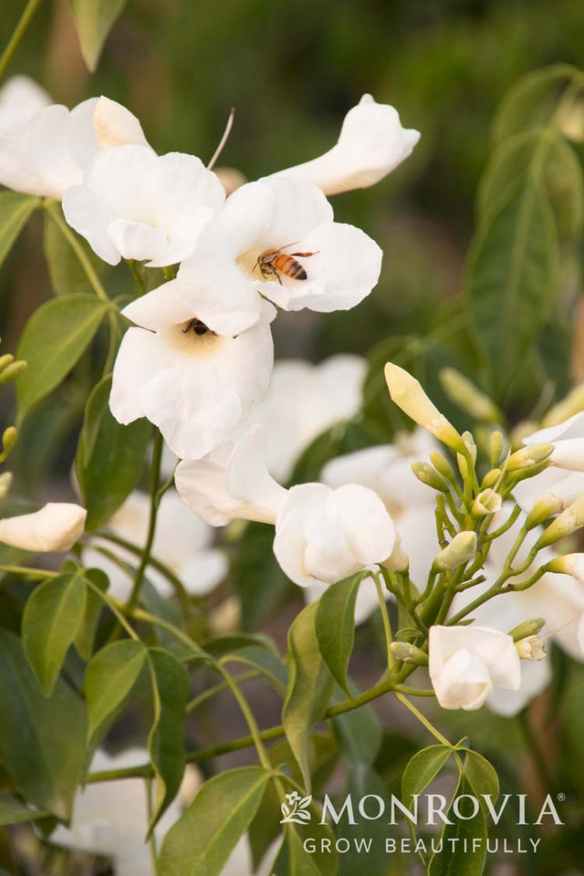 White Bower Vine - Monrovia – Armstrong Garden Centers