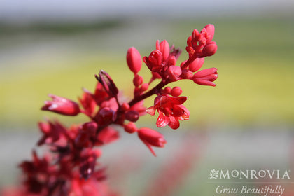 Brakelights® Red Yucca - Monrovia – Armstrong Garden Centers
