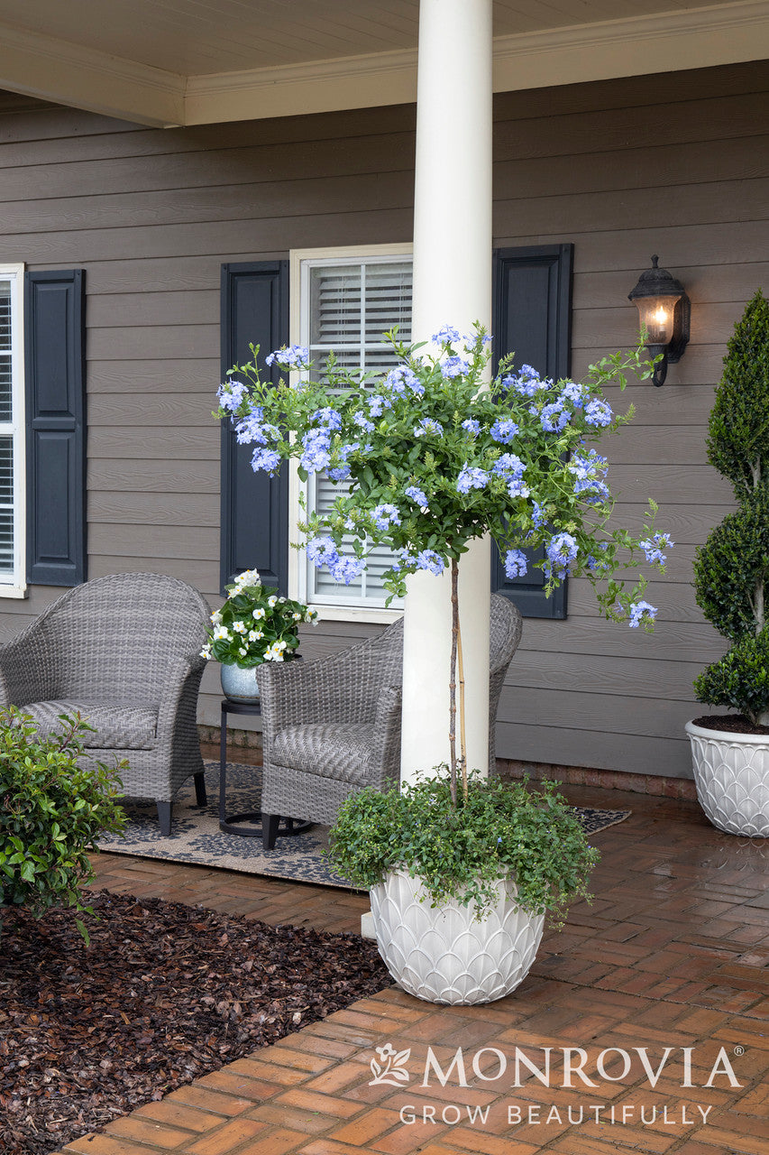 Royal Cape® Plumbago - Monrovia – Armstrong Garden Centers