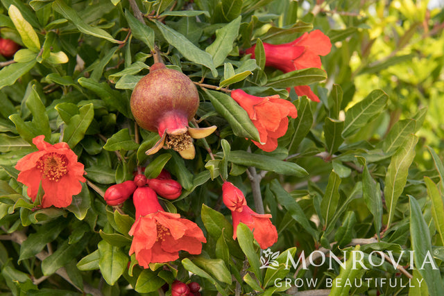 Angel Red® Pomegranate - Monrovia – Armstrong Garden Centers