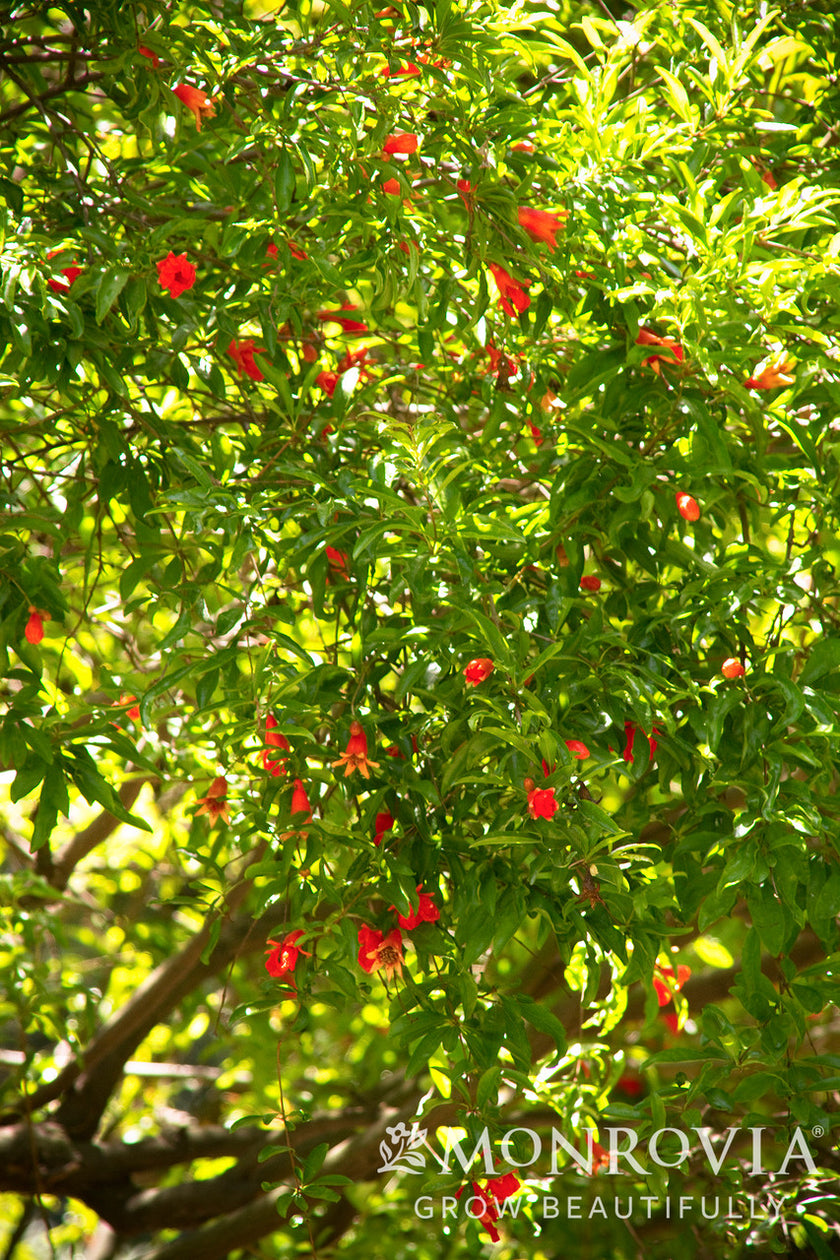 Angel Red® Pomegranate - Monrovia – Armstrong Garden Centers