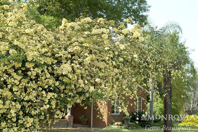 Yellow Lady Banks Climbing Rose - Monrovia – Armstrong Garden Centers