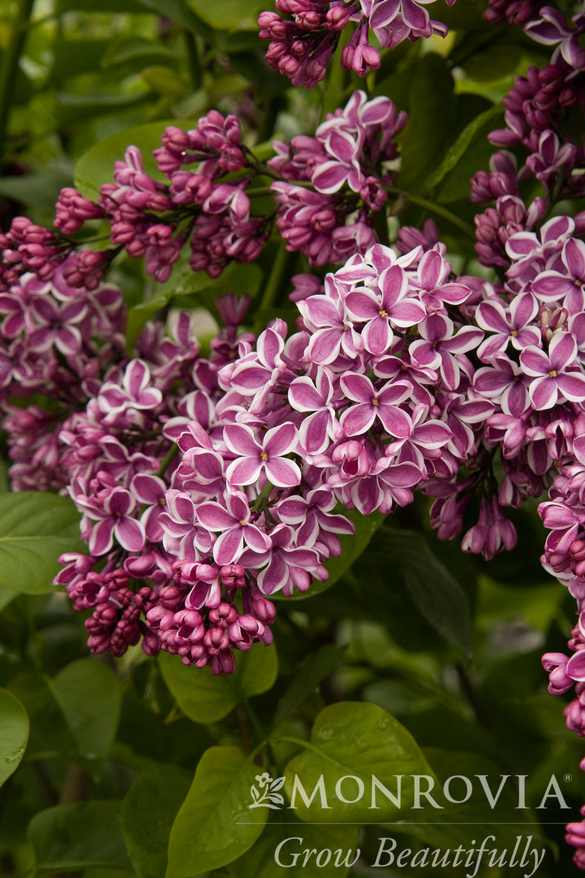 Sensation Lilac - Monrovia – Armstrong Garden Centers