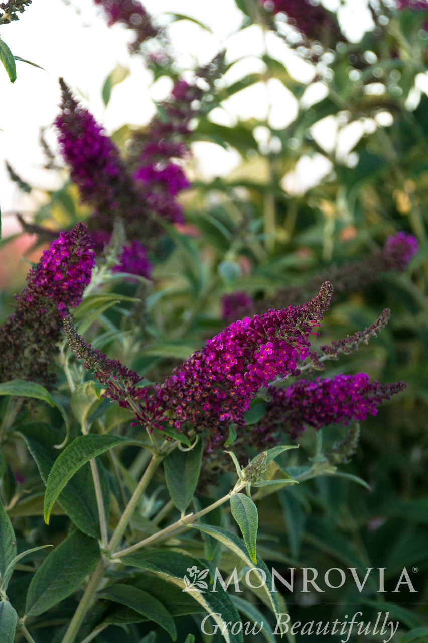 Miss Ruby Butterfly Bush - Monrovia – Armstrong Garden Centers