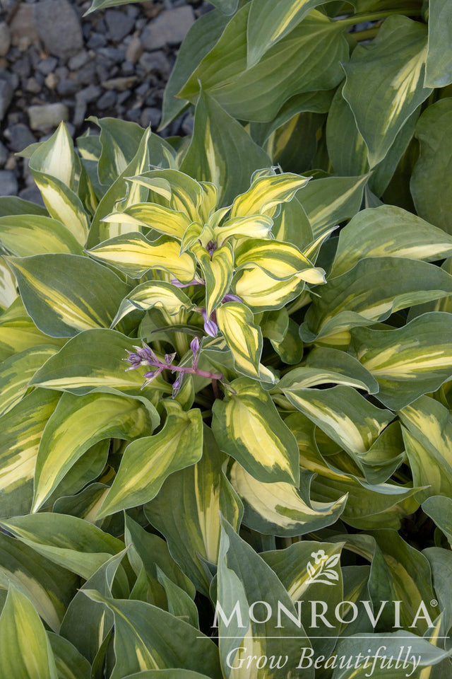 Fantasy Island Hosta - Monrovia – Armstrong Garden Centers