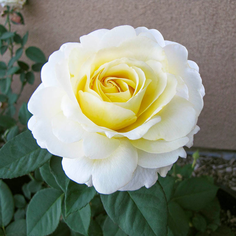 Chantilly Cream Rose – Armstrong Garden Centers