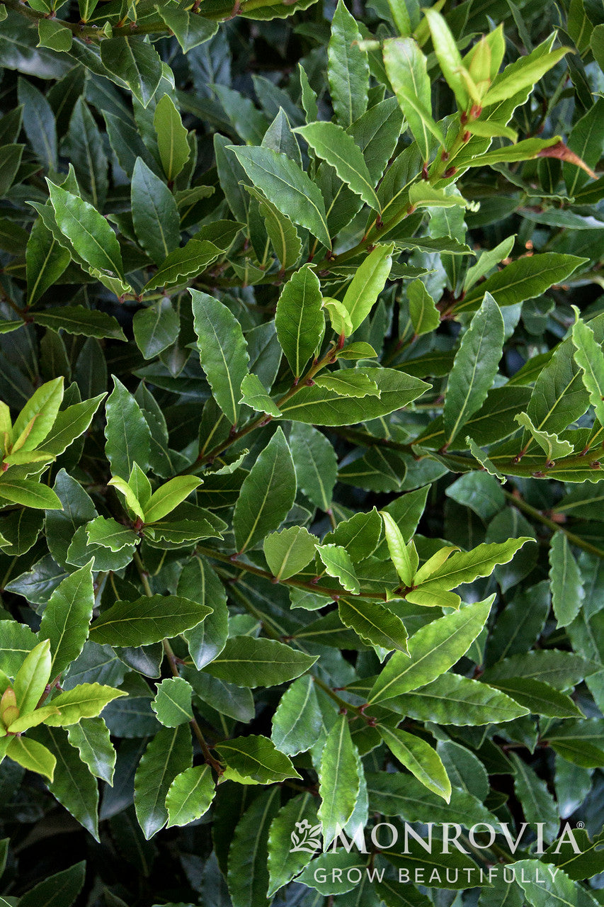 Little Ragu® Sweet Bay - Monrovia – Armstrong Garden Centers