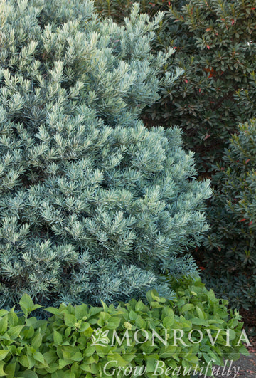 Icee Blue® Yellow-Wood - Monrovia – Armstrong Garden Centers