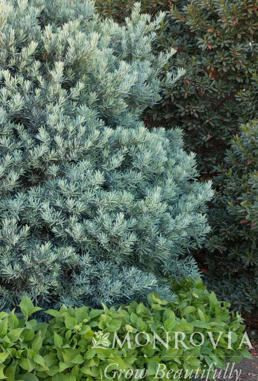 Icee Blue® Yellow-Wood - Monrovia – Armstrong Garden Centers