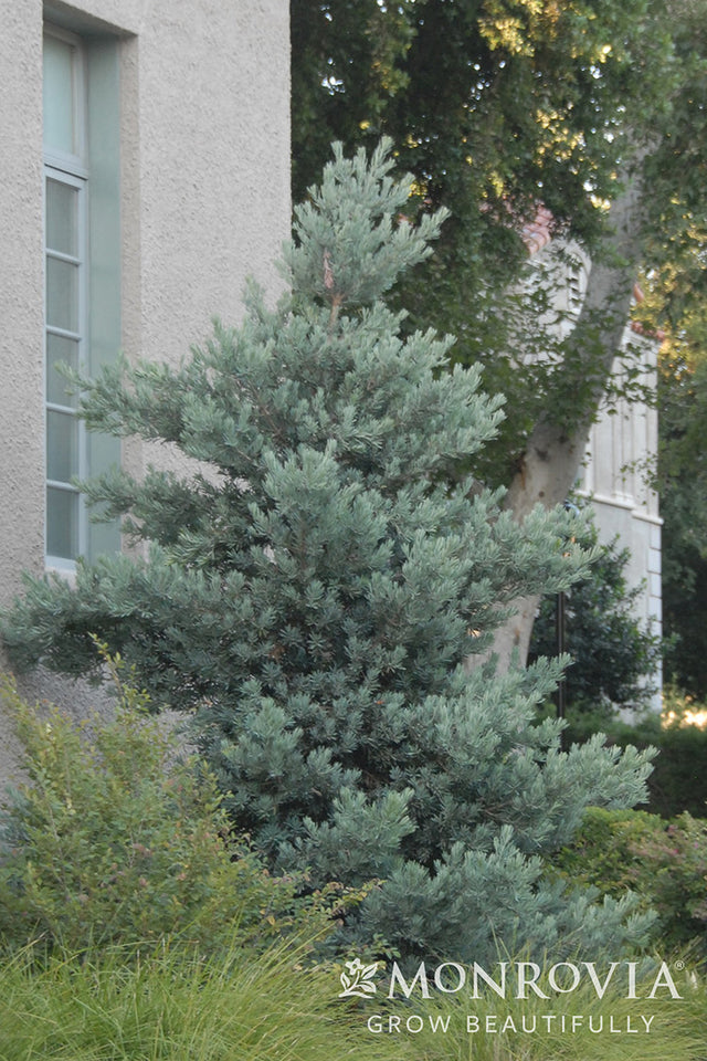 Icee Blue® Yellow-Wood - Monrovia – Armstrong Garden Centers
