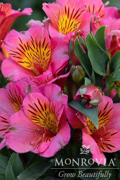 Colorita® Eliane® Peruvian Lily - Monrovia – Armstrong Garden Centers