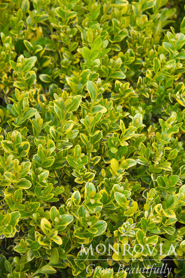 Golden Triumph Boxwood - Monrovia – Armstrong Garden Centers