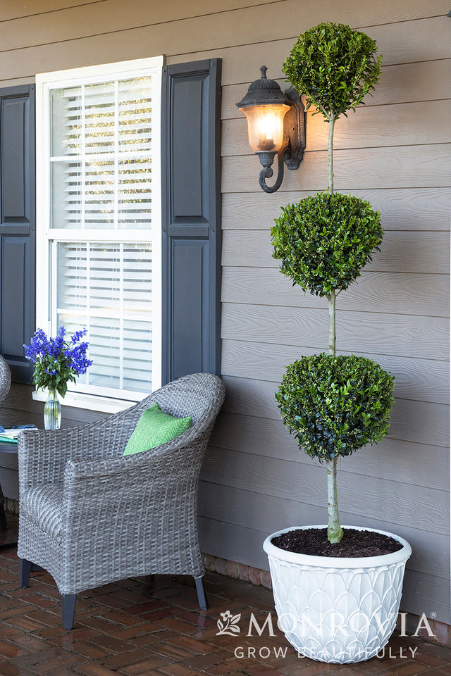 Emerald Colonnade® Holly - Monrovia – Armstrong Garden Centers