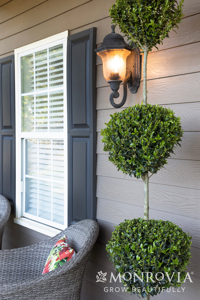 Emerald Colonnade® Holly - Monrovia – Armstrong Garden Centers