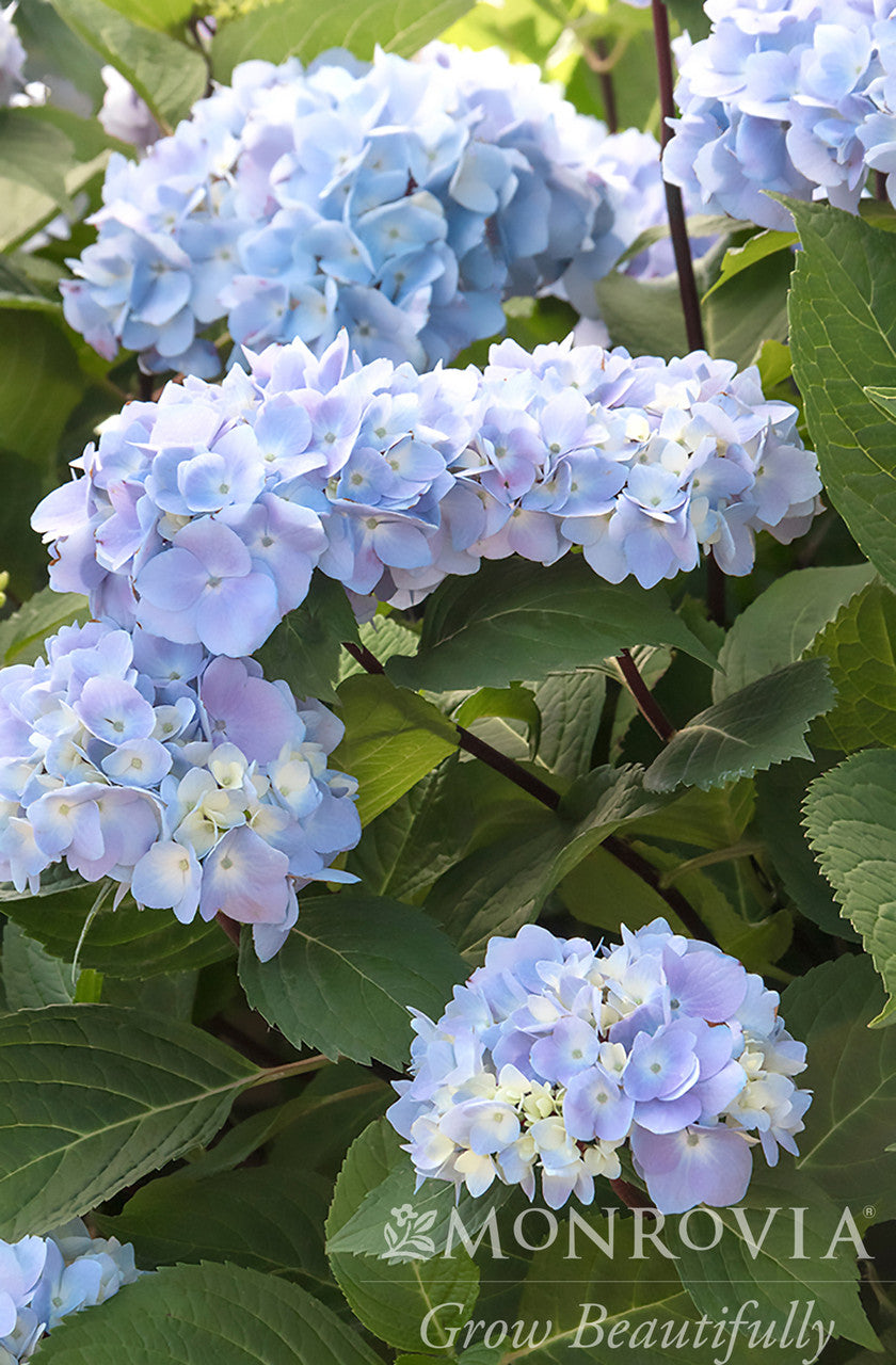 Hydrangea macrophylla 'Blue Enchantress' – Armstrong Garden Centers