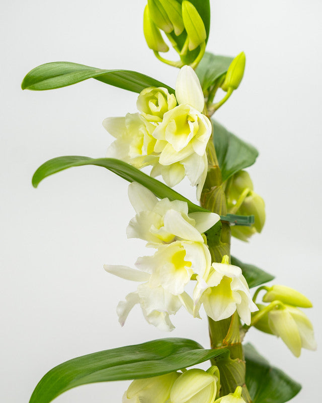 White Dendrobium Orchid – Armstrong Garden Centers