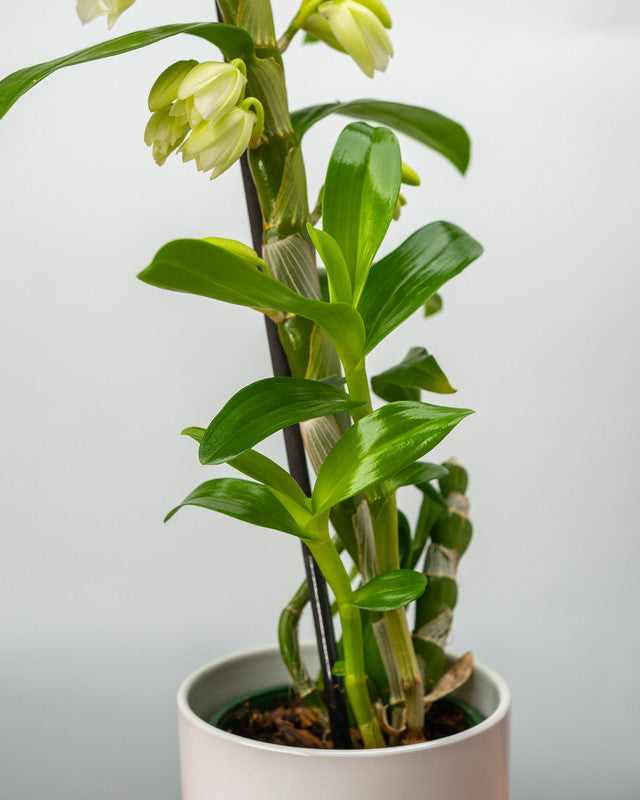 White Dendrobium Orchid – Armstrong Garden Centers