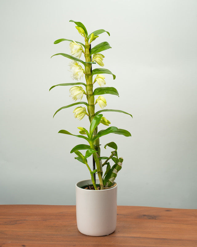 White Dendrobium Orchid – Armstrong Garden Centers
