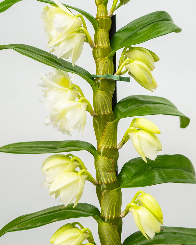 White Dendrobium Orchid – Armstrong Garden Centers