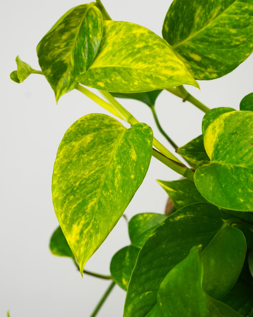 Golden Pothos – Armstrong Garden Centers