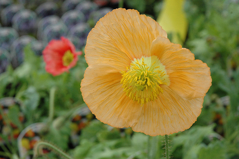 Champagne Bubbles Poppy – Armstrong Garden Centers
