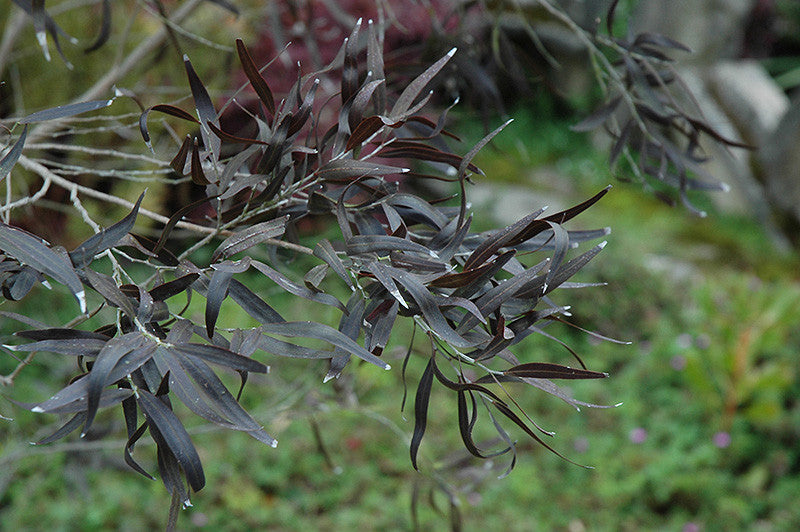 Agonis flexuosa 'After Dark' – Armstrong Garden Centers