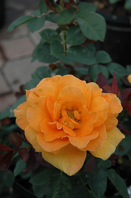 Vavoom Rose – Armstrong Garden Centers