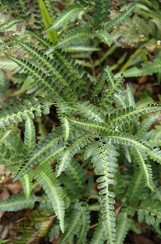 Holly Fern – Armstrong Garden Centers