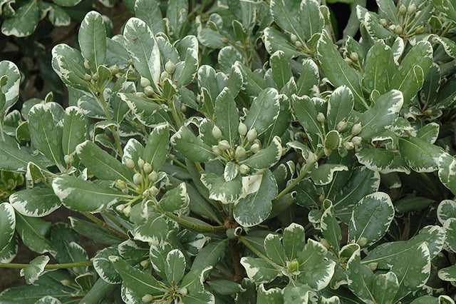 Variegated Mock Orange – Armstrong Garden Centers