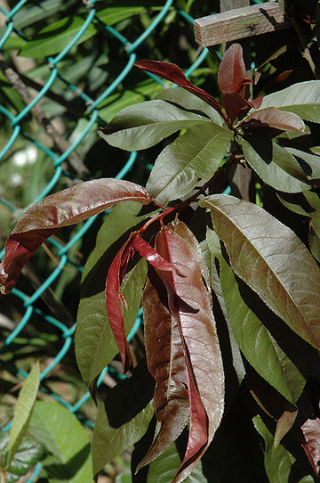 Spicezee Nectaplum – Armstrong Garden Centers