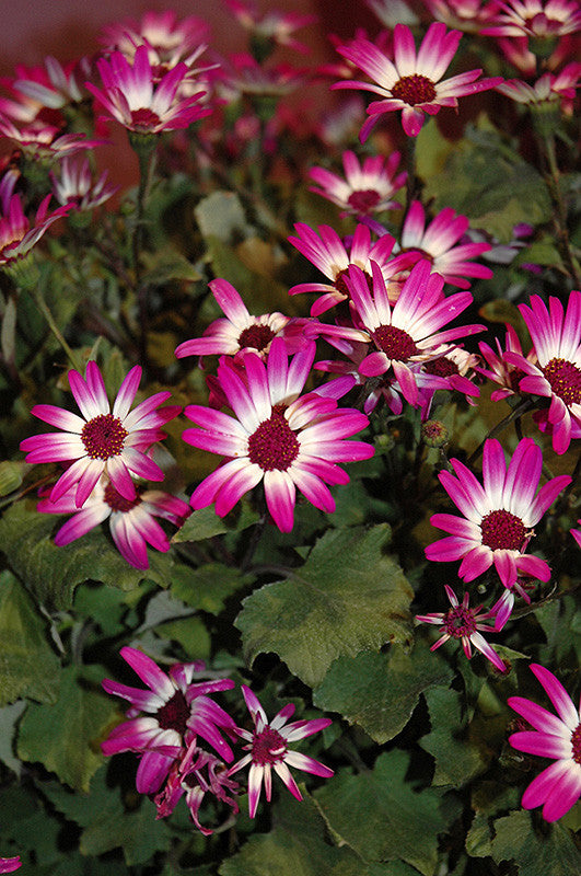 Senetti® Magenta Bicolor Pericallis – Armstrong Garden Centers